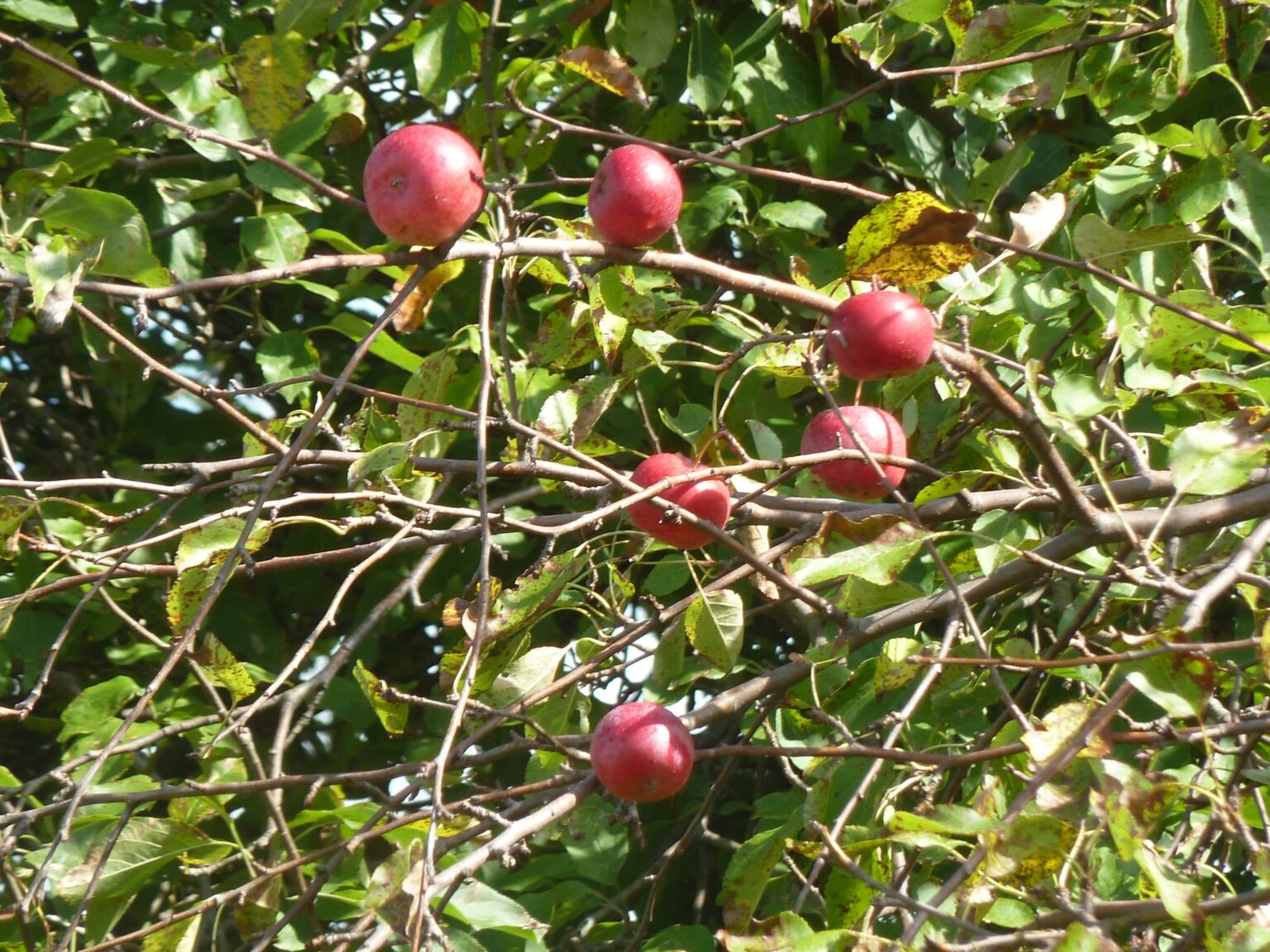 Elgin Hiking Trail Club - Enjoying the great outdoors in all seasons.